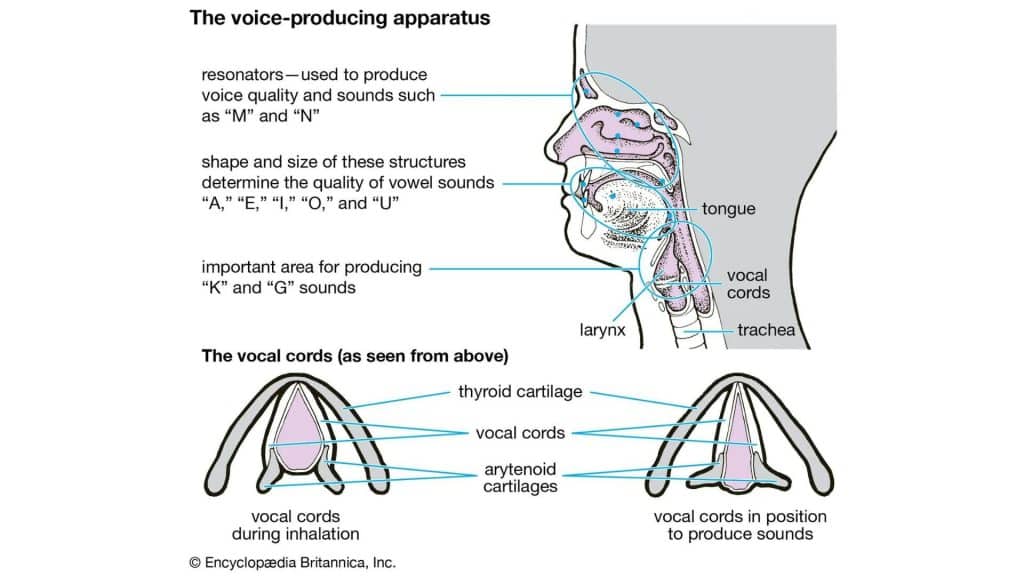 The Beauty of Diverse Singing Styles - GigWise