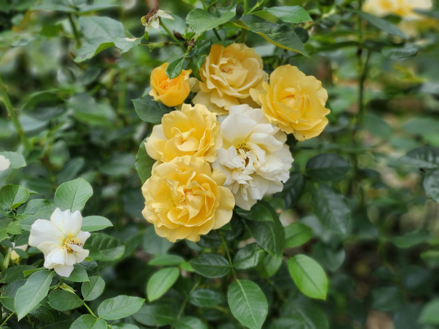 Rose Variations: Garden Roses, Wabara & More Varieties Explained