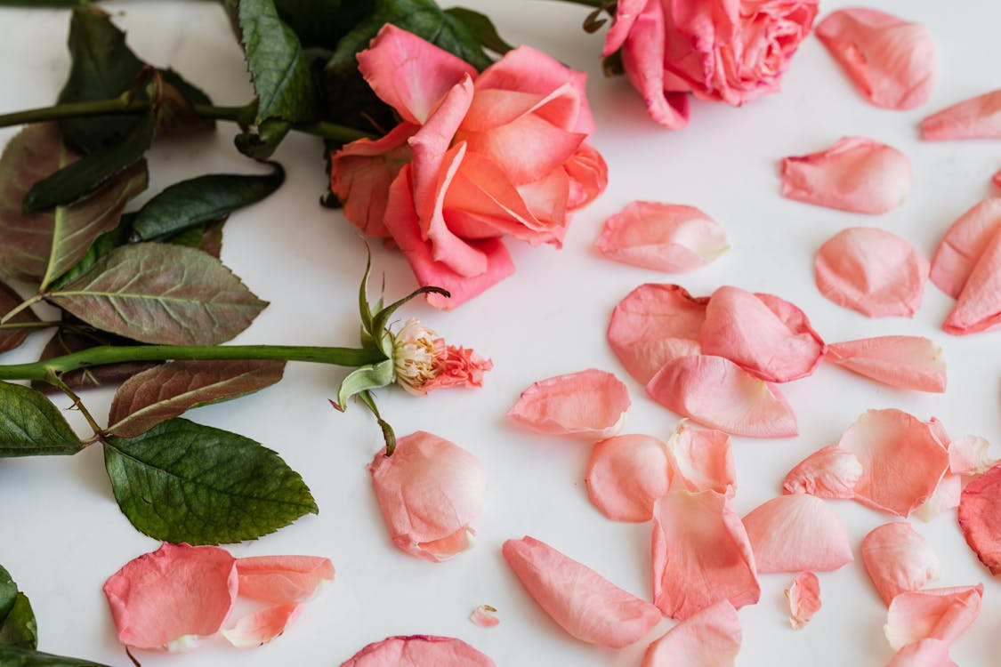 Rose Variations: Garden Roses, Wabara & More Varieties Explained